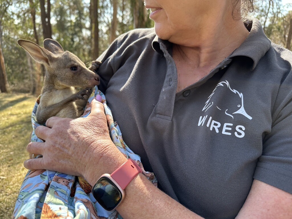 Why Become A Wildlife Carer